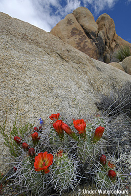 Joshua Tree Photos - Desert in Bloom